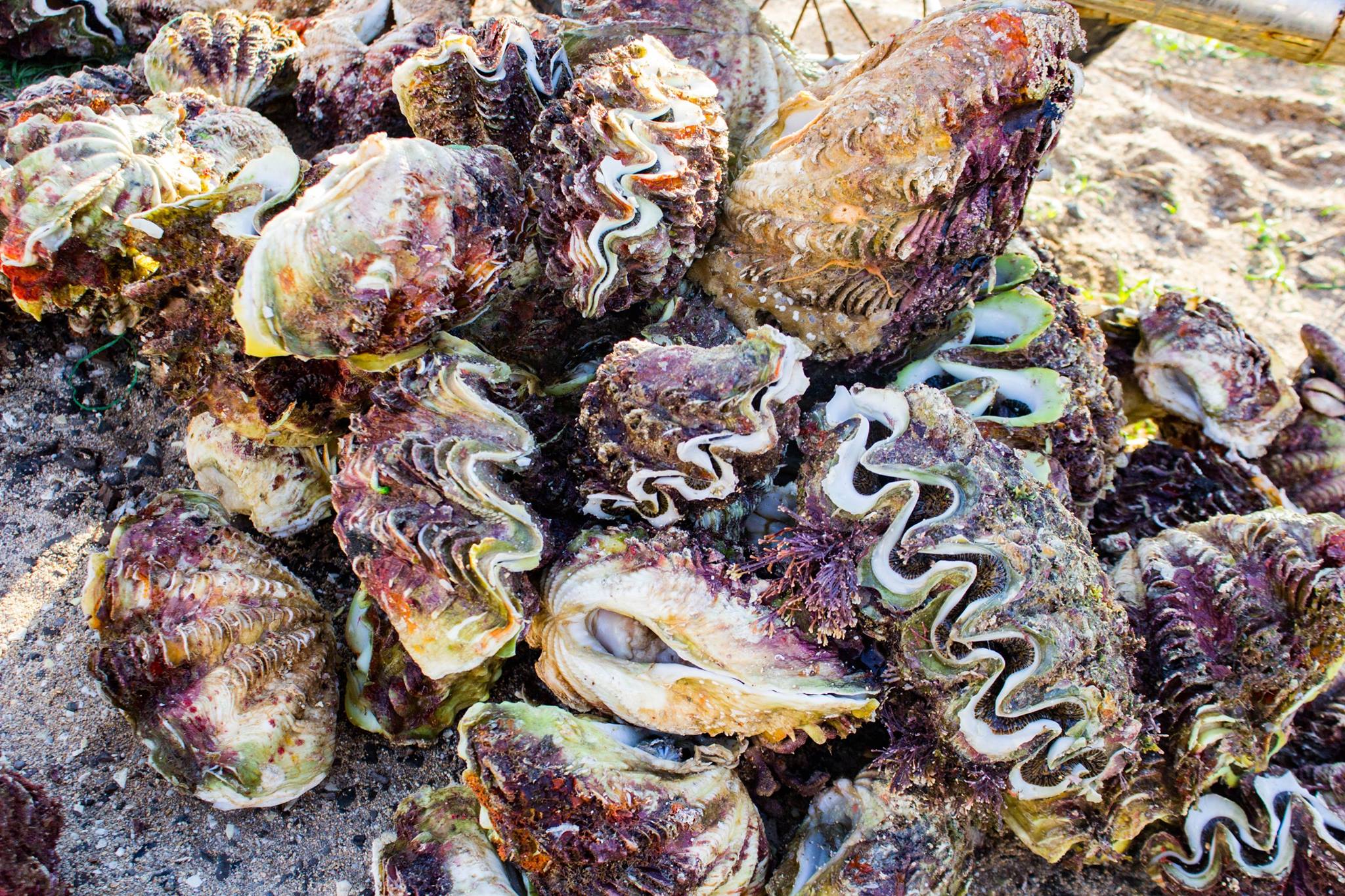 Giant Clam – A Rare Aquatic Species Needing Conservation in Phu Quy