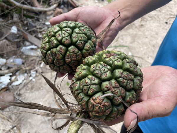 Medicinal Plants on Phu Quy Island